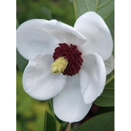 Magnolia sieboldii 'Colossus'
