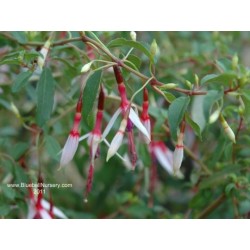 Fuchsia magellanica var molinae
