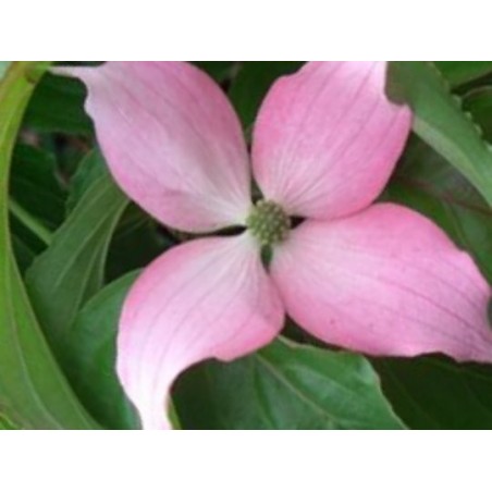 Cornus kousa Beni-fuji