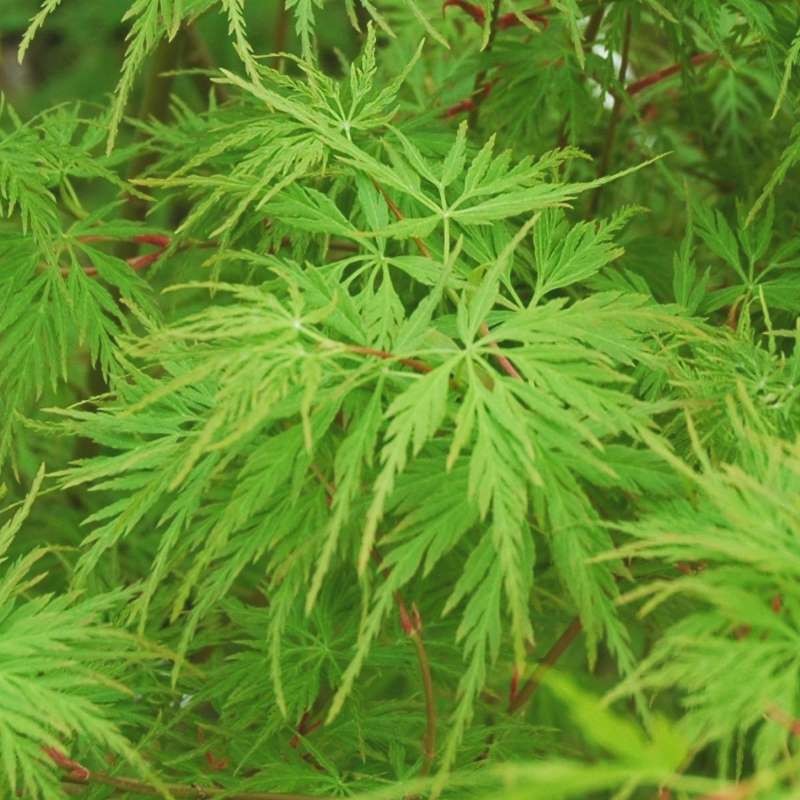Acer palmatum 'Seiryu' (Japanese Maple)