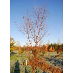 Betula - Trees and Shrubs