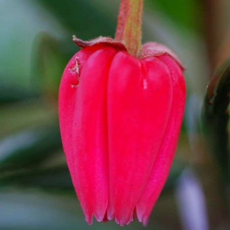 Crinodendron hookerianum (Chilean lantern tree)