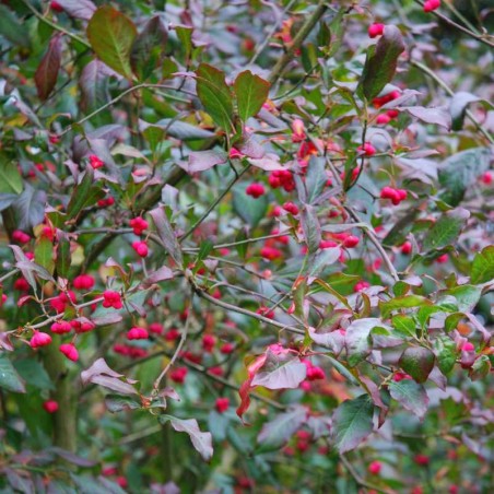Euonymus europaeus (Spindle)