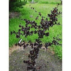 Fagus - Trees and Shrubs