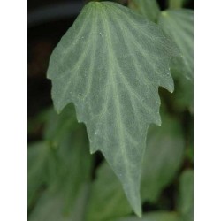 Hedera - Trees and Shrubs