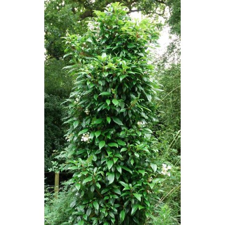 Hydrangea seemanii (Mexican Climbing Hydrangea)