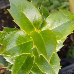 Ilex - Trees and Shrubs