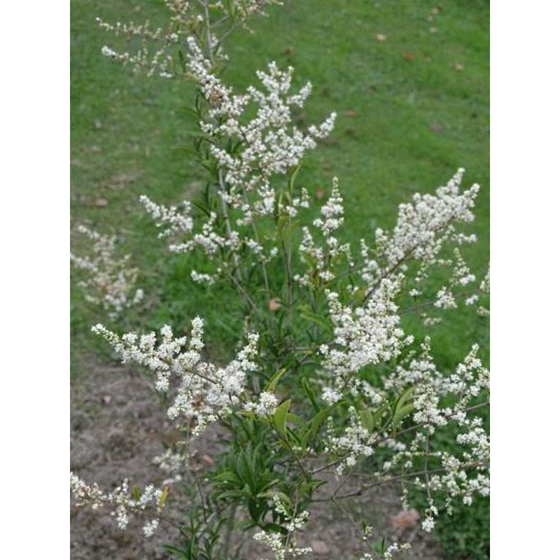 Ligustrum Quihoui