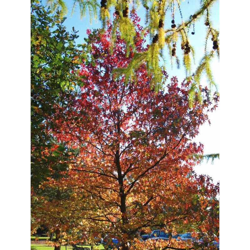 Liquidambar styraciflua 'Worplesdon' Liquidambar styraciflua 'Worplesdon'