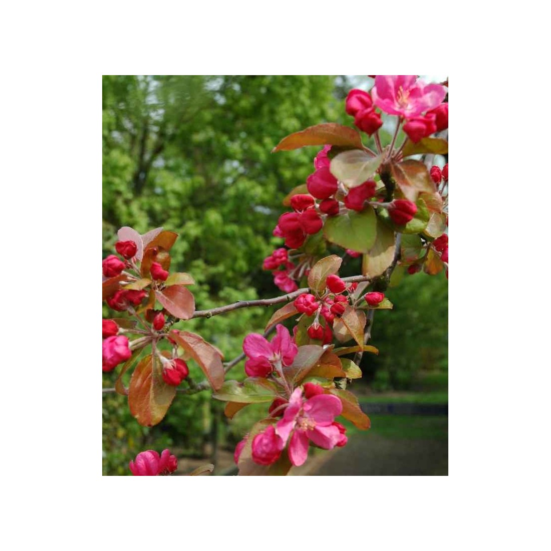 Malus - Trees and Shrubs