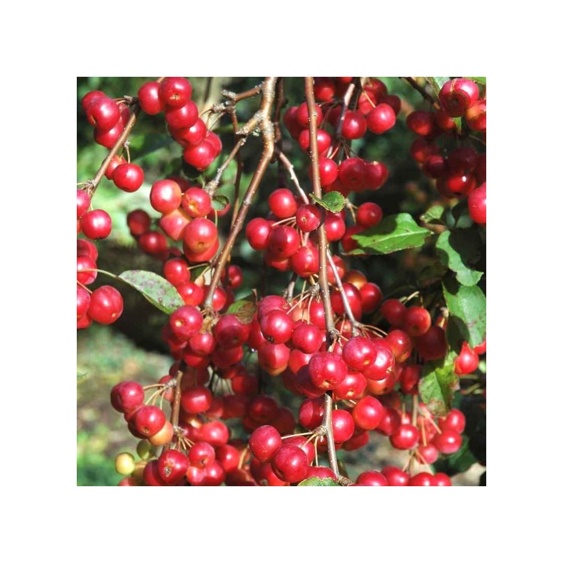 Malus x 'Evereste' (Crab Apple)