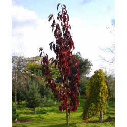 Prunus - Trees and Shrubs