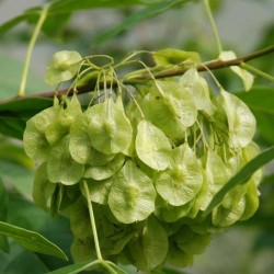 Ptelea trifoliata 'Aurea'