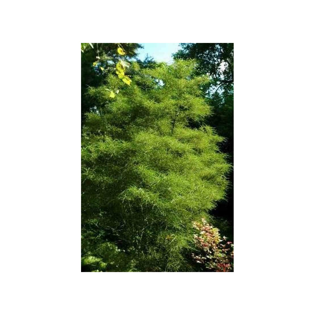 Trees and Shrubs (12)