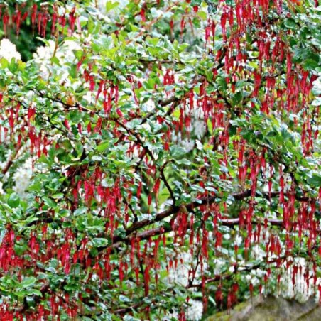 Ribes speciosum (Californian Fuchsia)
