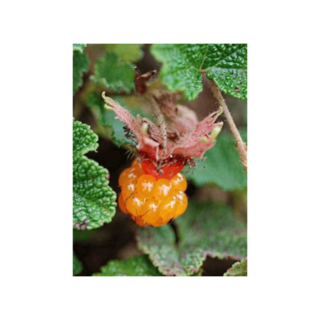 Rubus calycinoides 'Betty Ashburner'