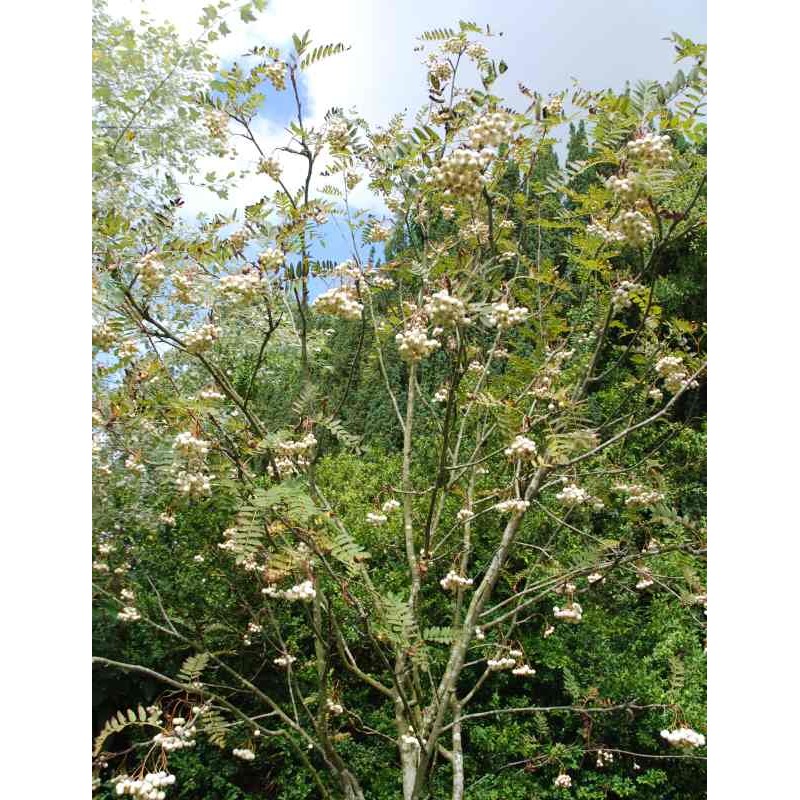 Sorbus cashmiriana (Kashmir Rowan)