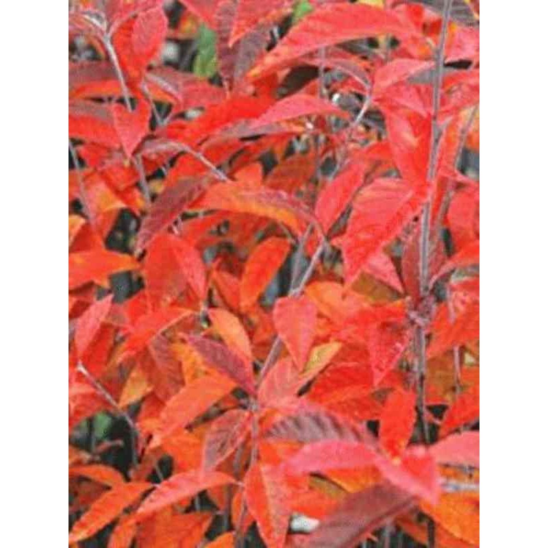 Sorbus folgneri 'Emiel'