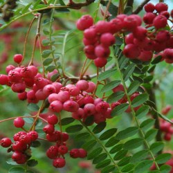 Sorbus vilmorinii (Vilmorins Rowan)