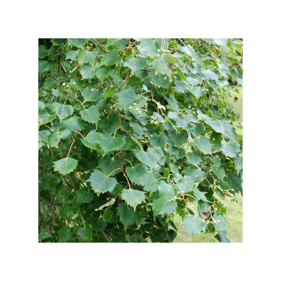Tilia - Trees and Shrubs