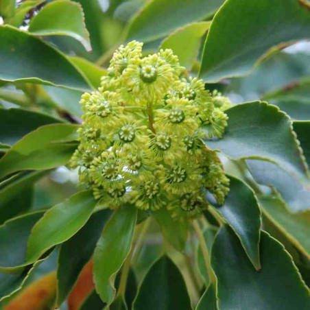 Trochodendron aralioides (Wheel Tree)