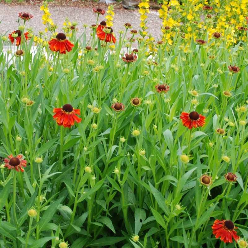 Helenium 'Moerheim Beauty'