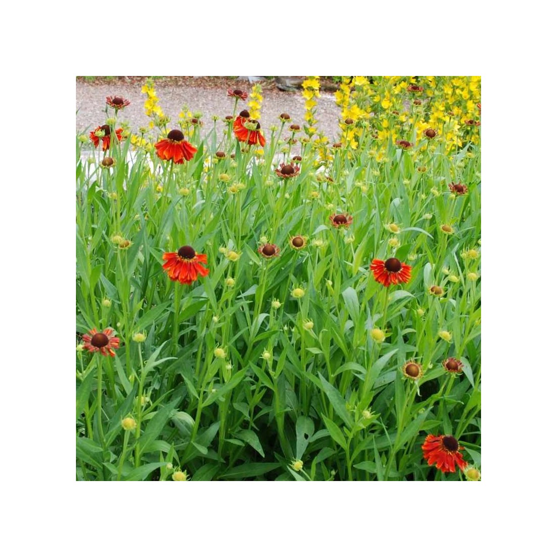 Helenium 'Moerheim Beauty'