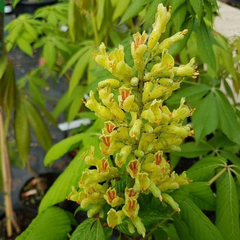 Aesculus - Trees and Shrubs