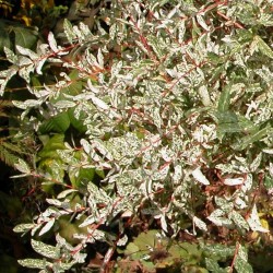 Salix - Trees and Shrubs