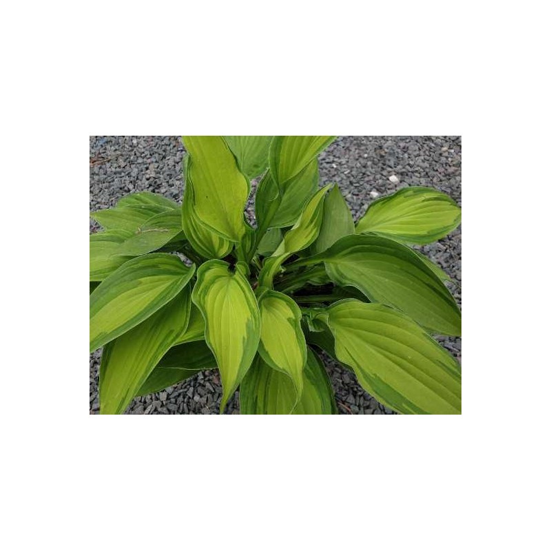Hosta fortunei var albopicta