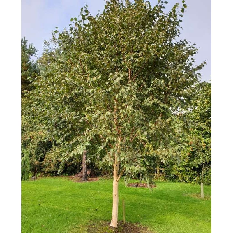 Betula albosinensis 'Pink Champagne' (Chinese Red Birch)