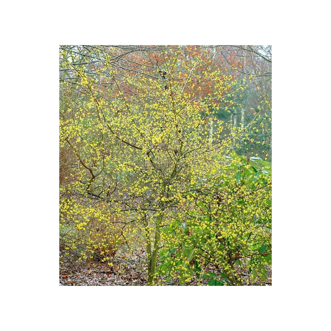 Cornus - Trees and Shrubs