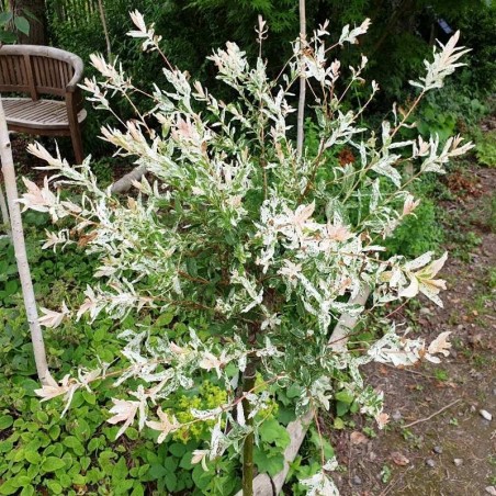 Salix Hakuro Nishiki Shrub Salix Integra ‘Hakuro Nishiki’ | J.C.