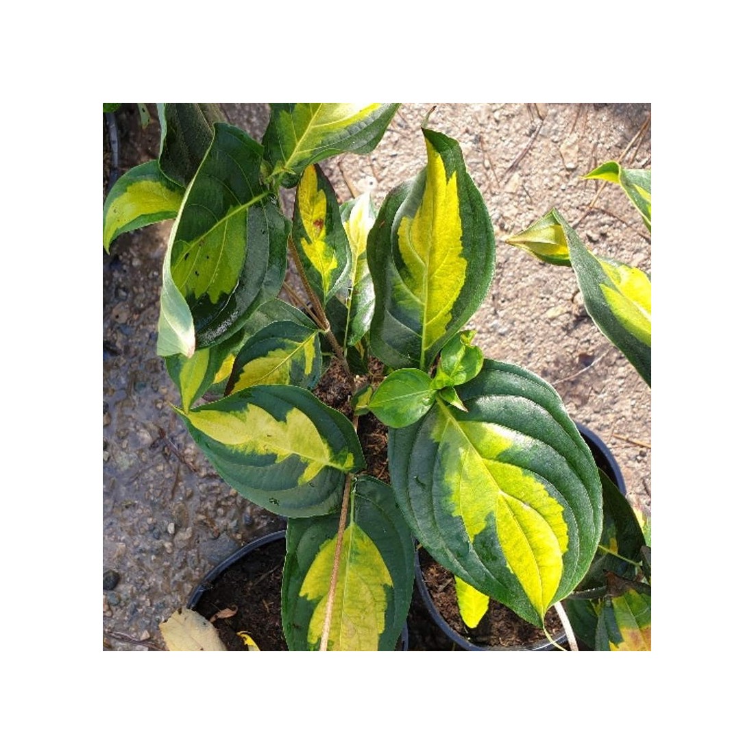 Cornus - Trees and Shrubs