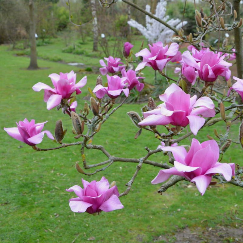 Magnolia x 'Vulcan'