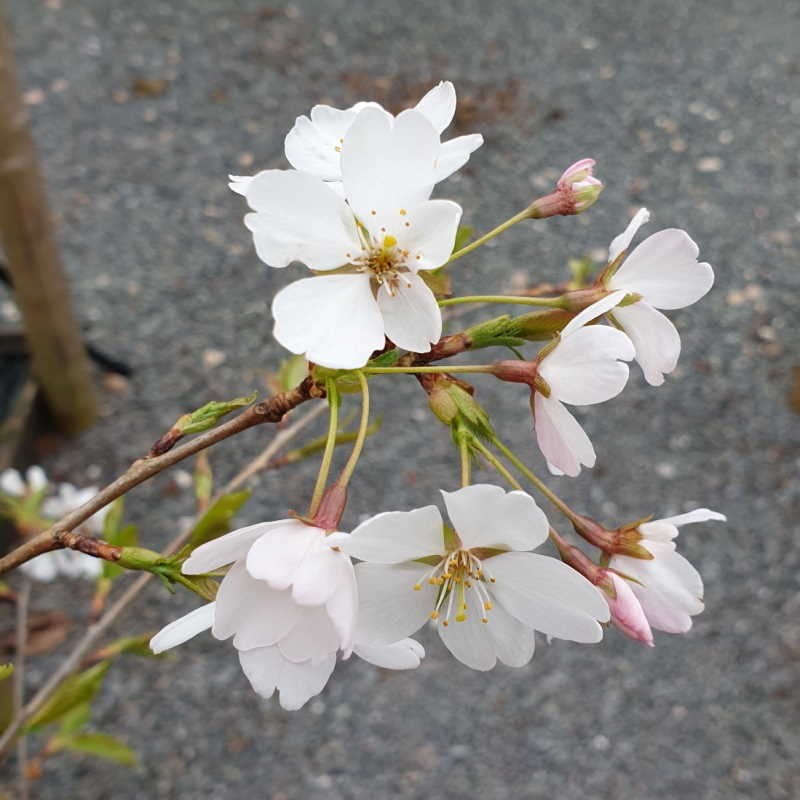 Prunus - Trees and Shrubs