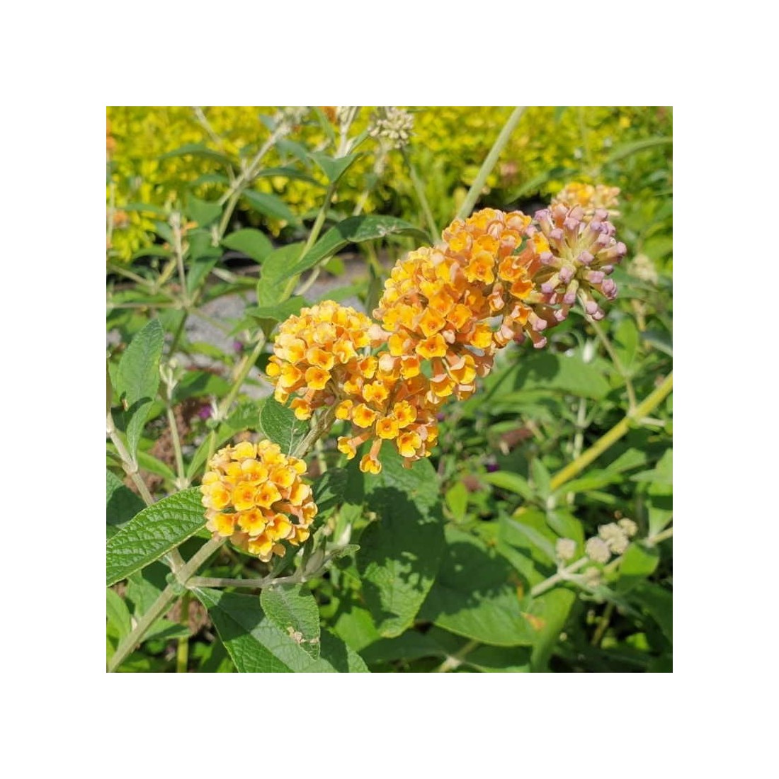 Buddleja - Trees and Shrubs