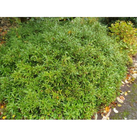 Sarcococca hookeriana var digyna