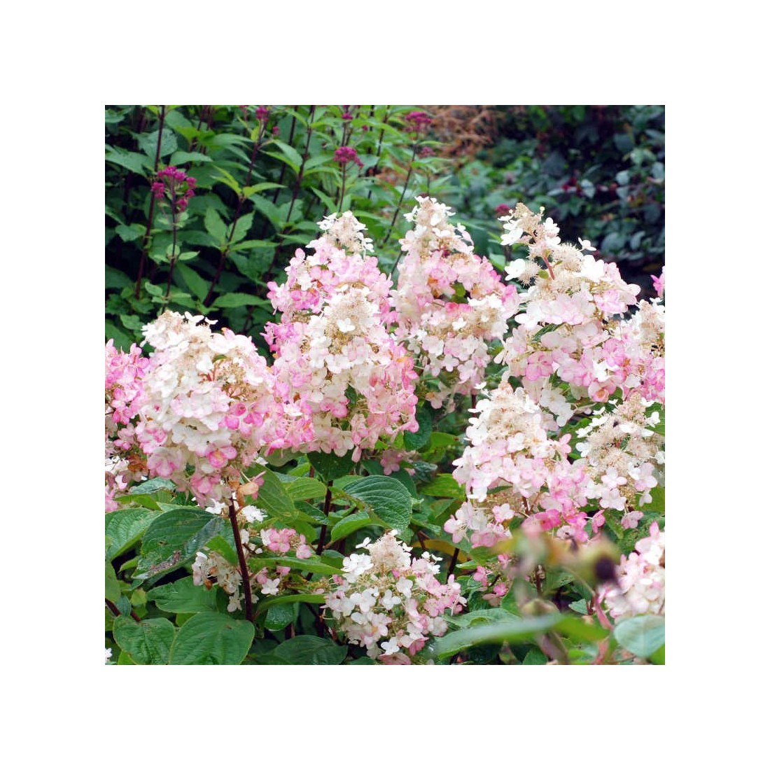 Hydrangea - Trees and Shrubs