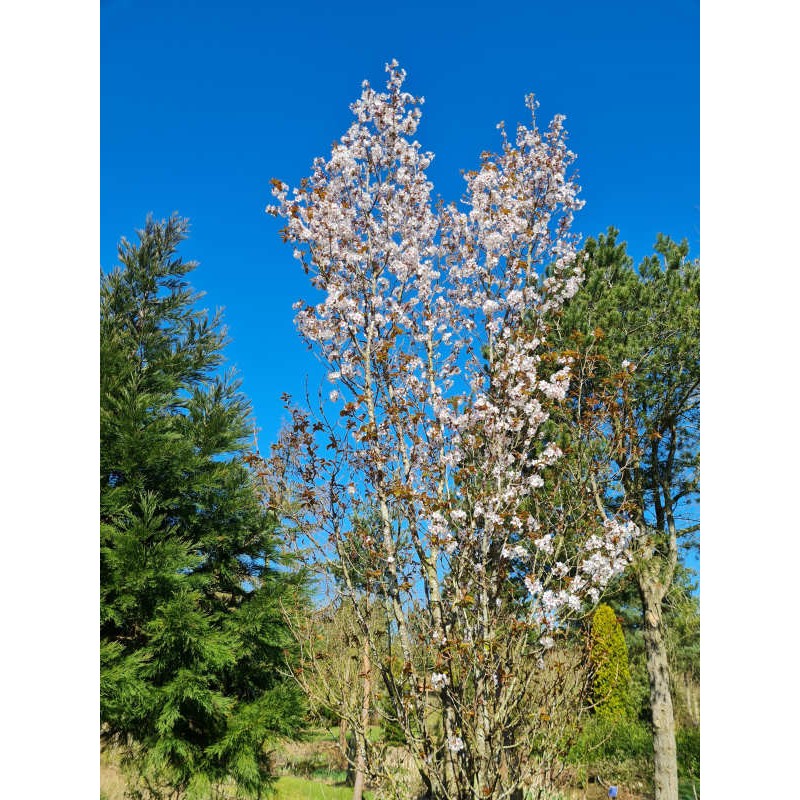 Prunus x hillieri 'Spire'