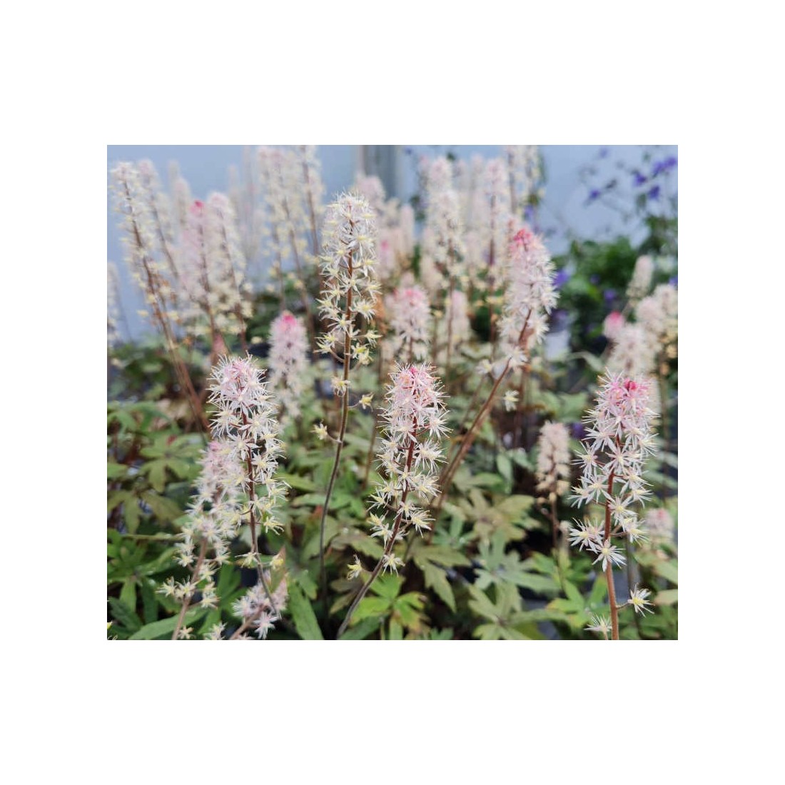 Tiarella 'Raspberry Sundae'