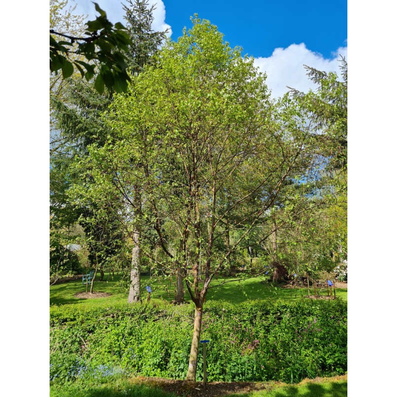 Betula utilis var jacquemontii 'Dark Ness'