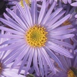 Herbaceous - Bluebell Arboretum and Nursery