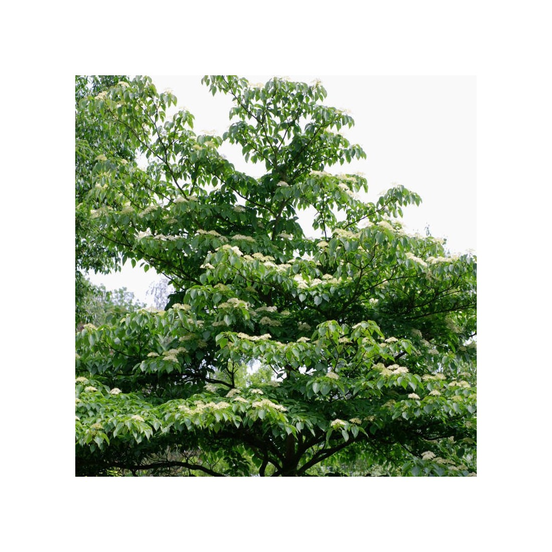 Cornus - Trees and Shrubs