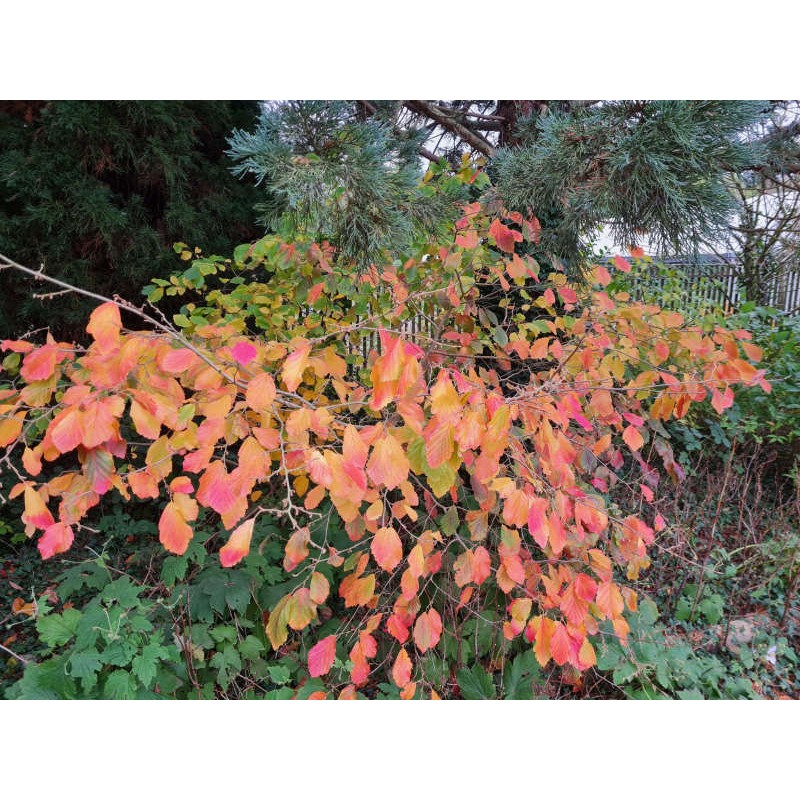 Hamamelis - Trees and Shrubs