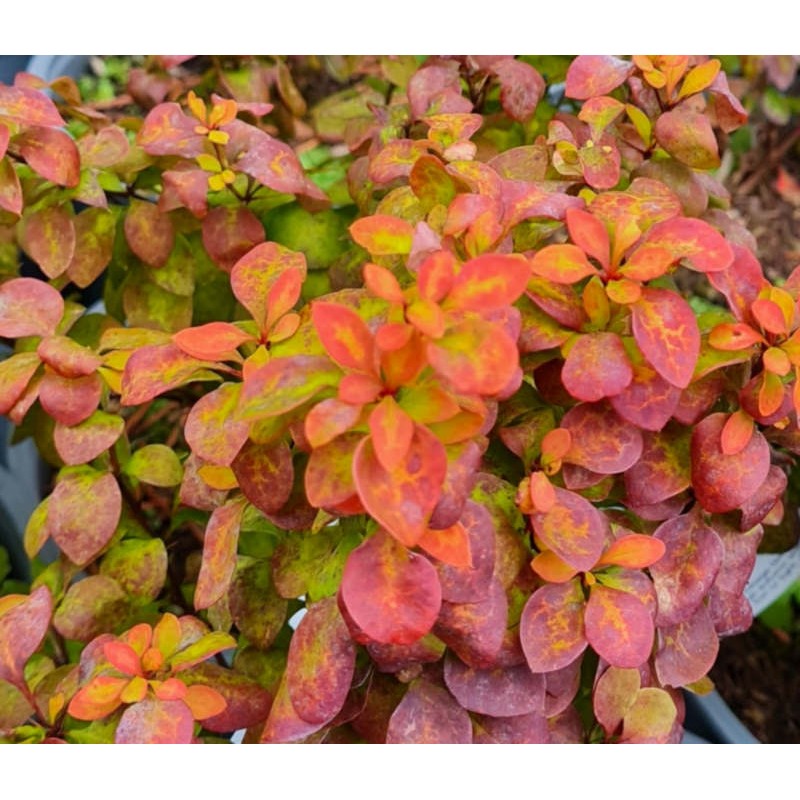 Berberis - Trees and Shrubs