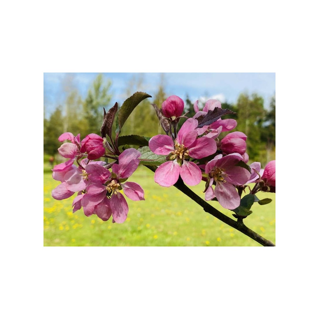 Malus - Trees and Shrubs