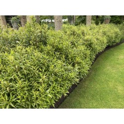 Sarcococca hookeriana var digyna (Sweet Box)