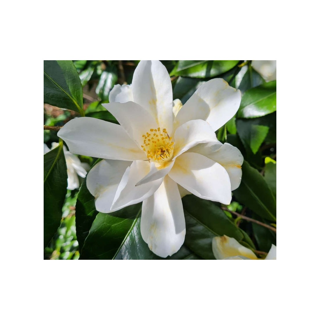 Camellia - Trees and Shrubs