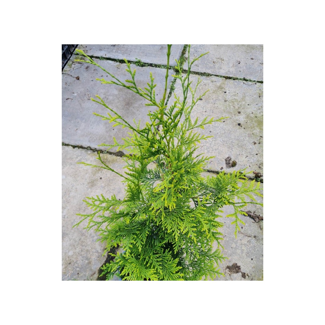 Thuja - Conifers